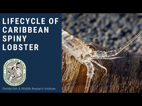 The Life Cycle of a Caribbean Spiny Lobster - YouTube
