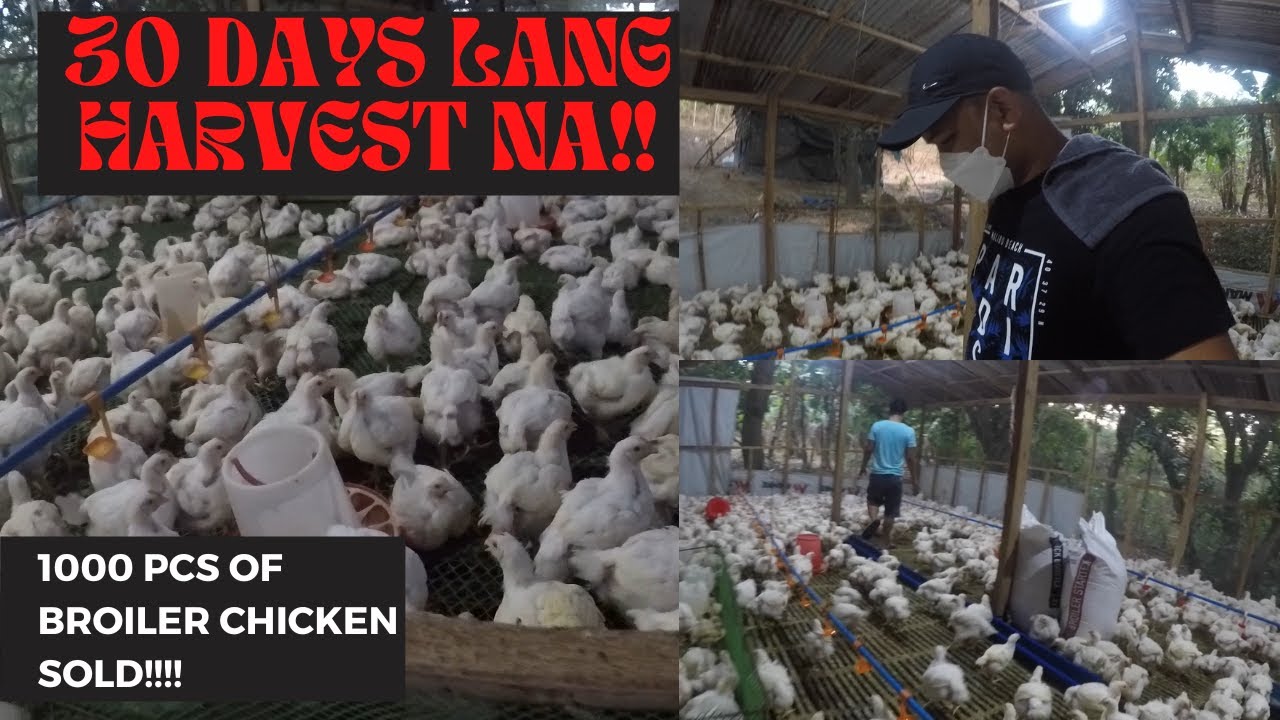 CHICKEN FARMING PHILIPPINES PAANO MAG HARVEST NG BROILER CHICKEN - YouTube