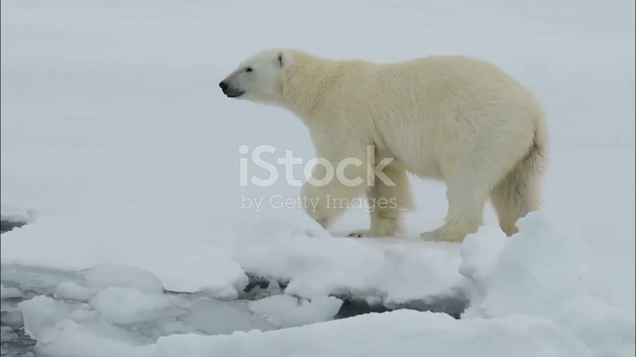 Polar Bears: Masters of the Arctic – Survival, Adaptations ...