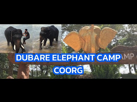 Exploring Dubare Elephant Camp-Coorg| Kodagu | Up Close with Majestic Elephants.