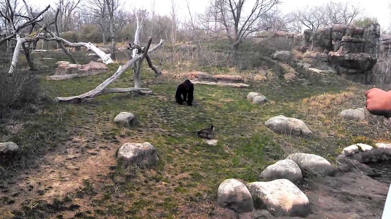 Gorilla throwing sticks at goose - YouTube