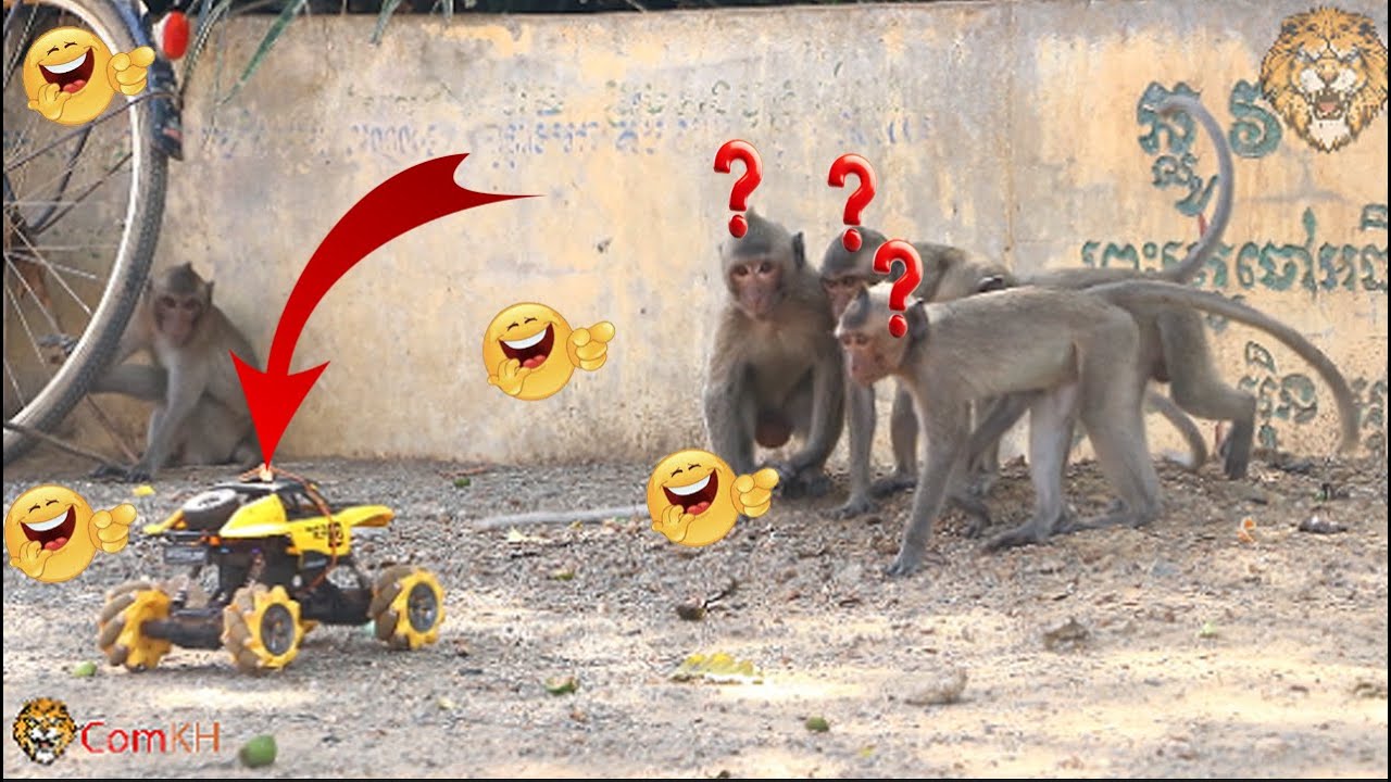 Monkey video Prank monkey #funny #monkey #monkeyvideo #animals # ...