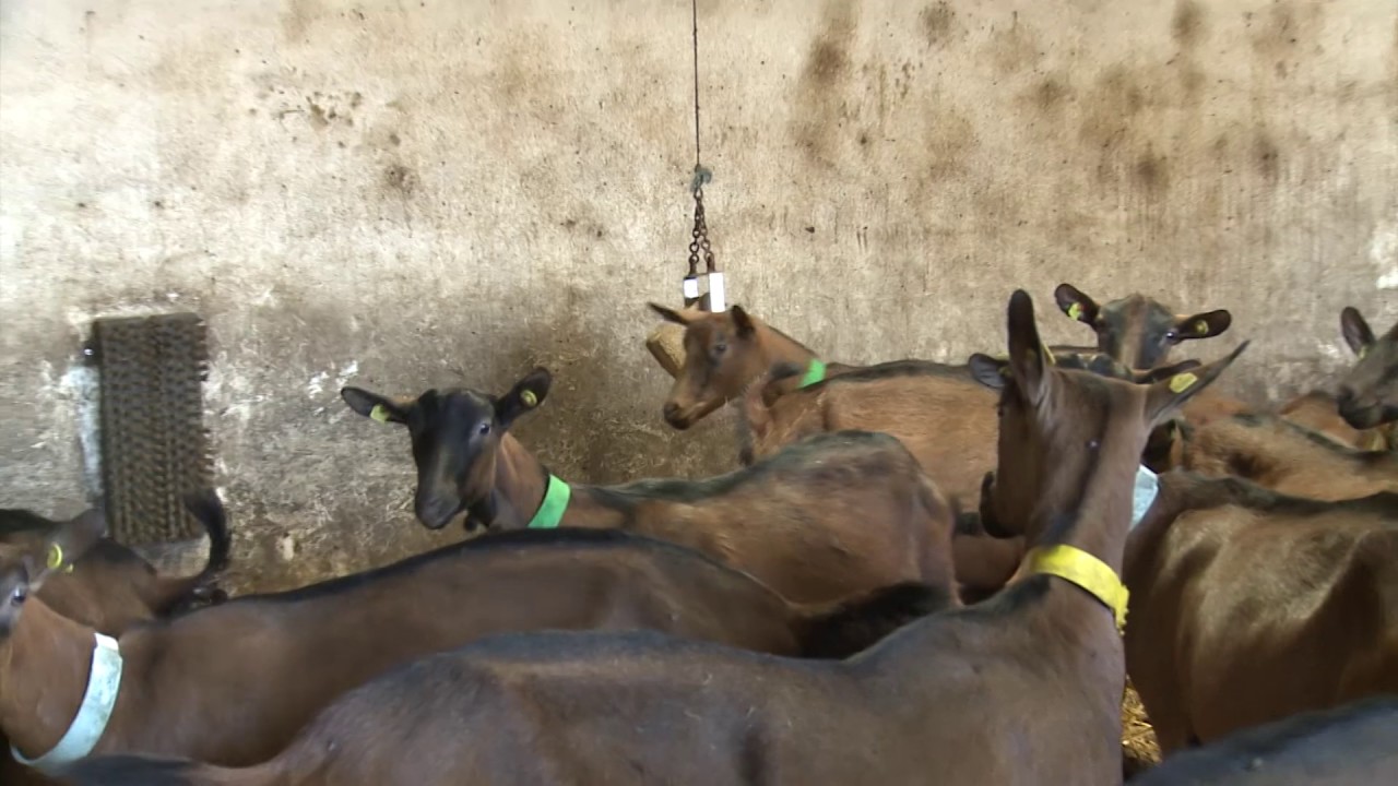 Allevamento di capre a La Salle - Luigino Leaval - YouTube