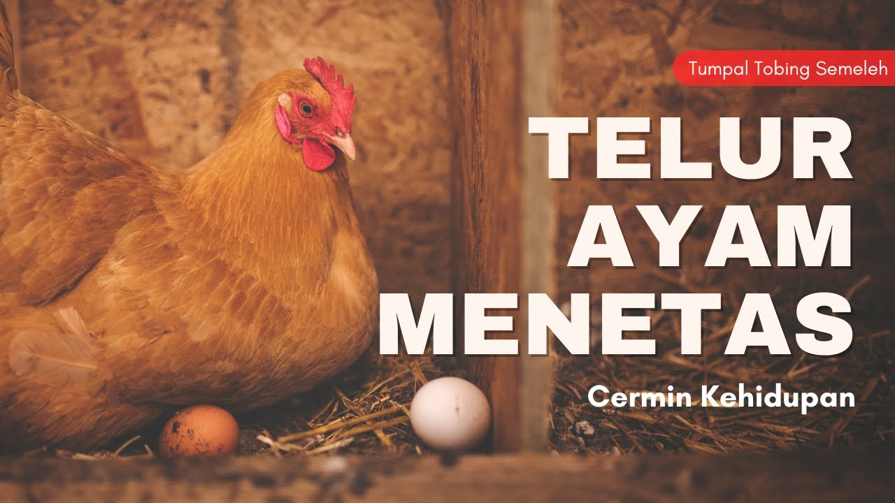 TELUR AYAM YANG MENETAS | CERMIN KEHIDUPAN - YouTube