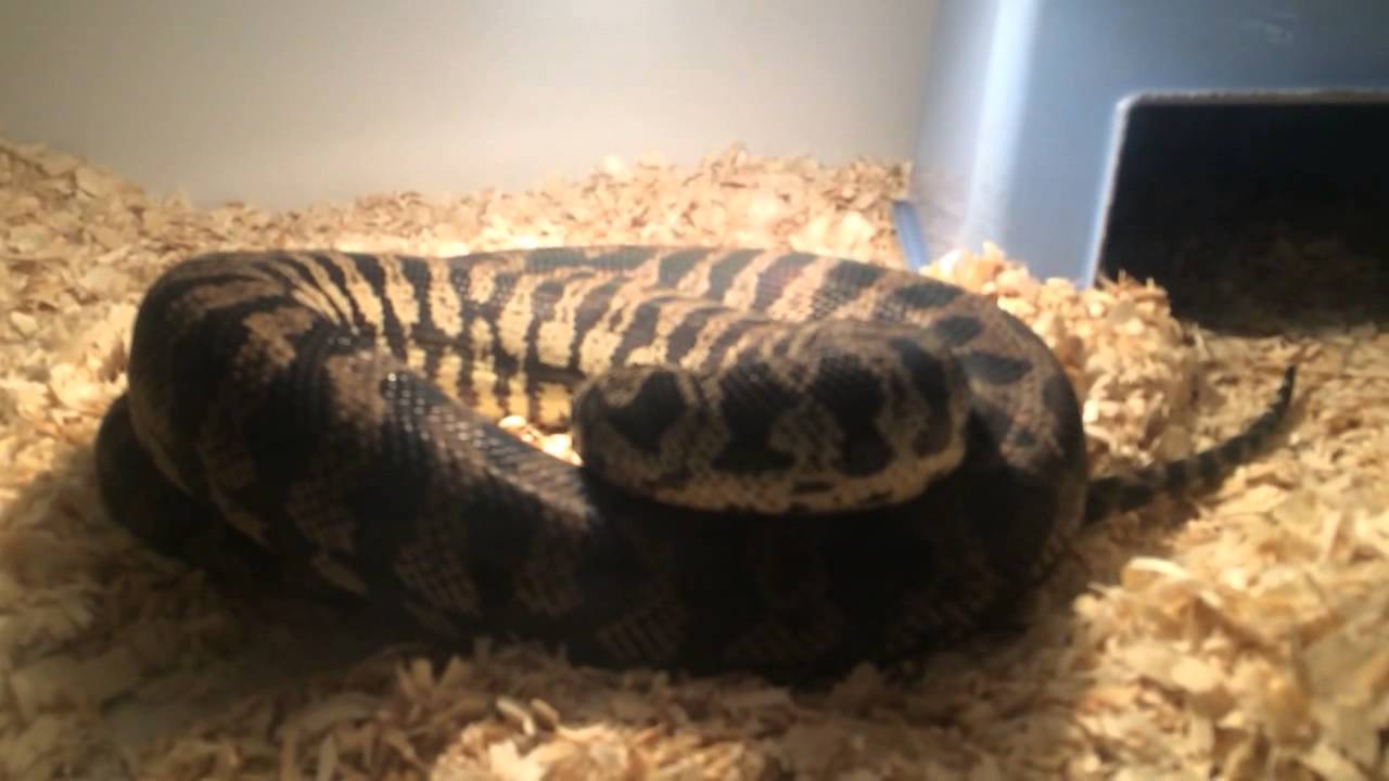 Snake - YouTube