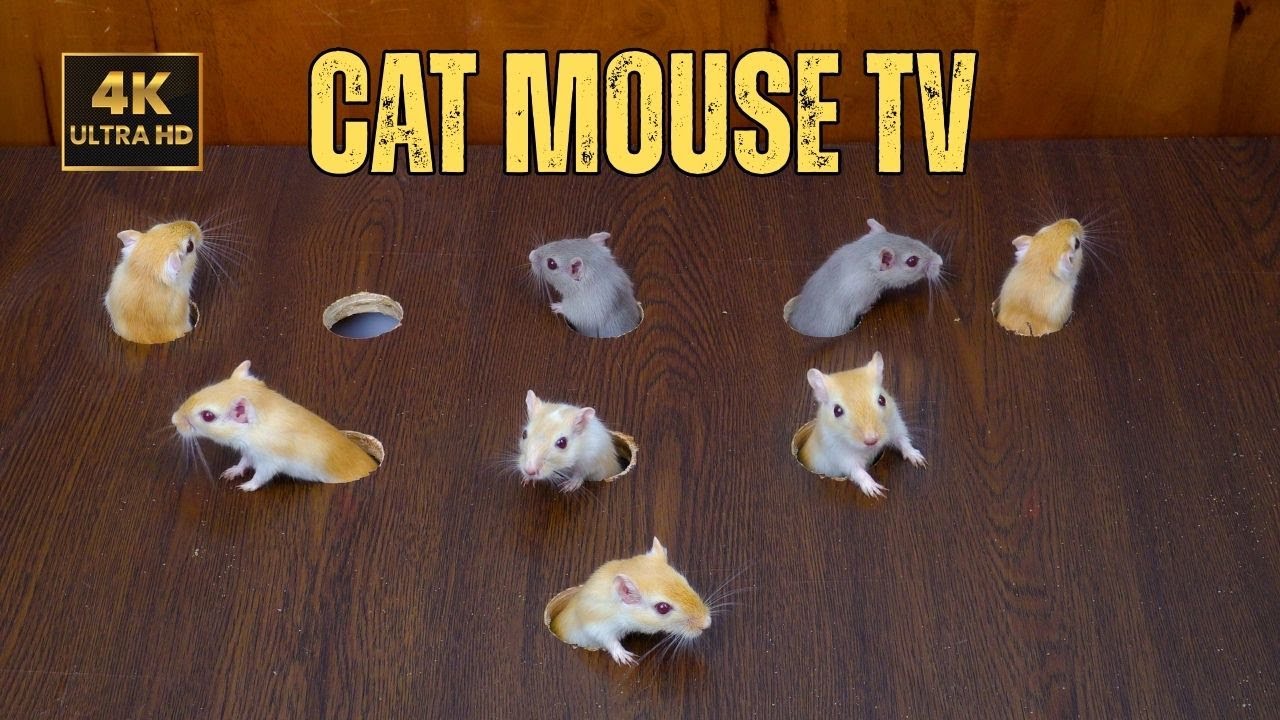 Cat TV 🐾 Mouse Non-Stop Hide & Seek and Chase Fun for Cats to watch! 10 ...