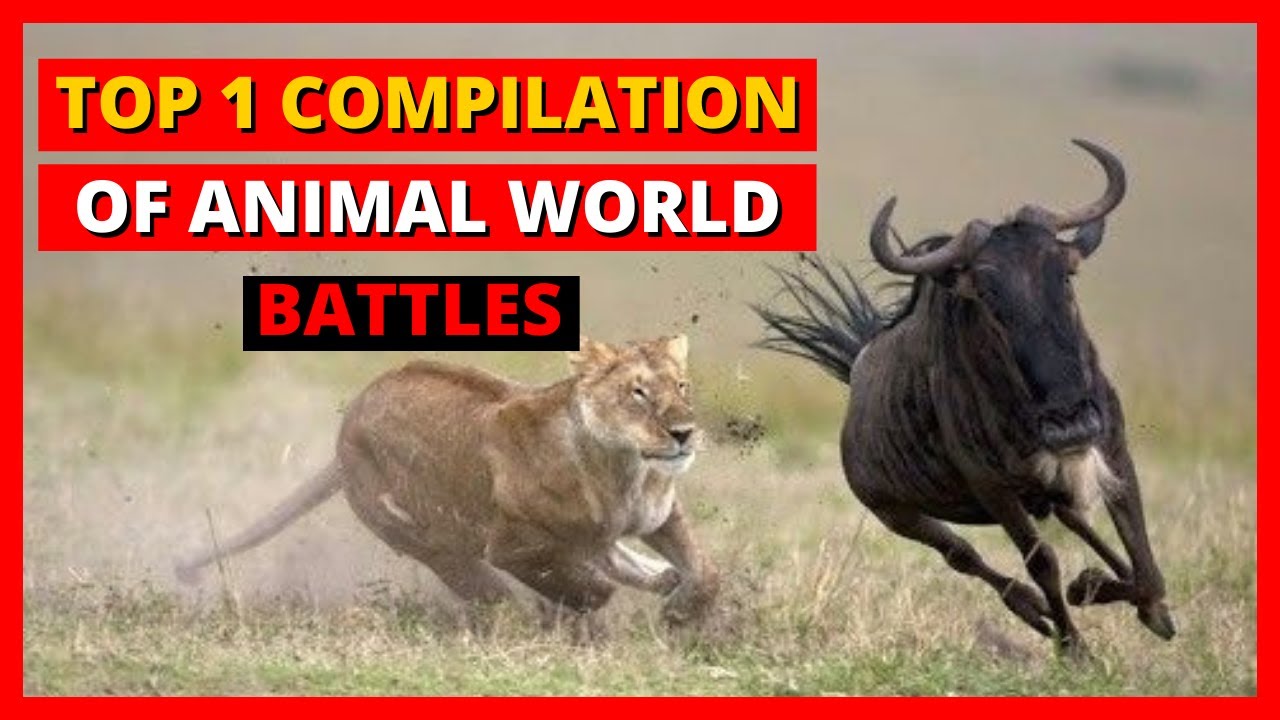 THE BEST BATTLES OF THE ANIMAL WORLD TOP BATTLES l AS MELHORES BATALHAS ...