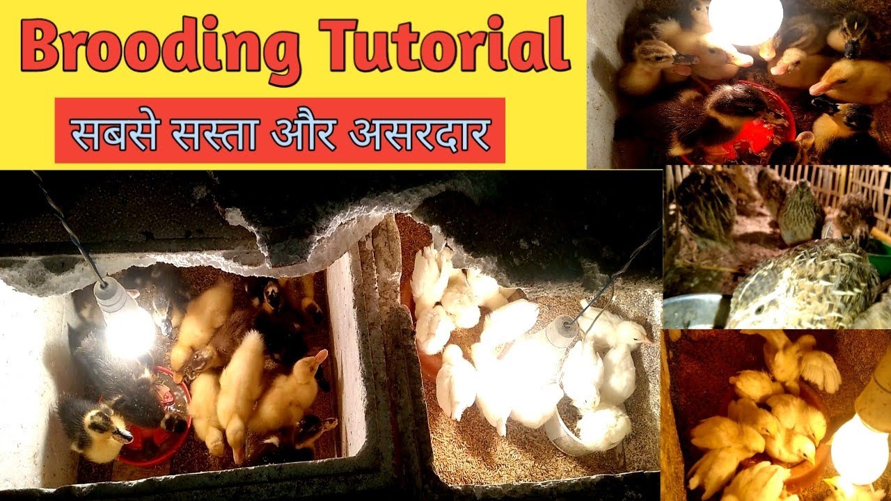 Winter Brooding Tips II Cheapest and Best Brooding Technique II Raising ...