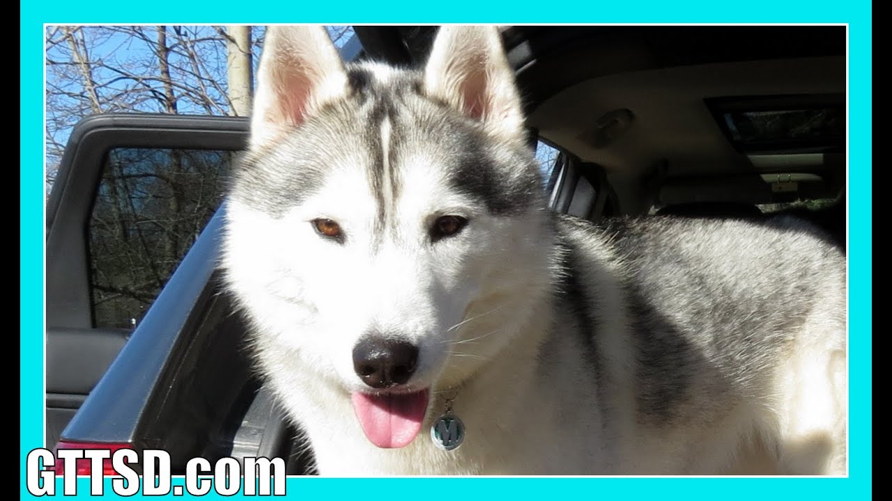 HUSKY vs CAR | Snow Dog Short 44 | Funny Dog Caught on Camera - YouTube