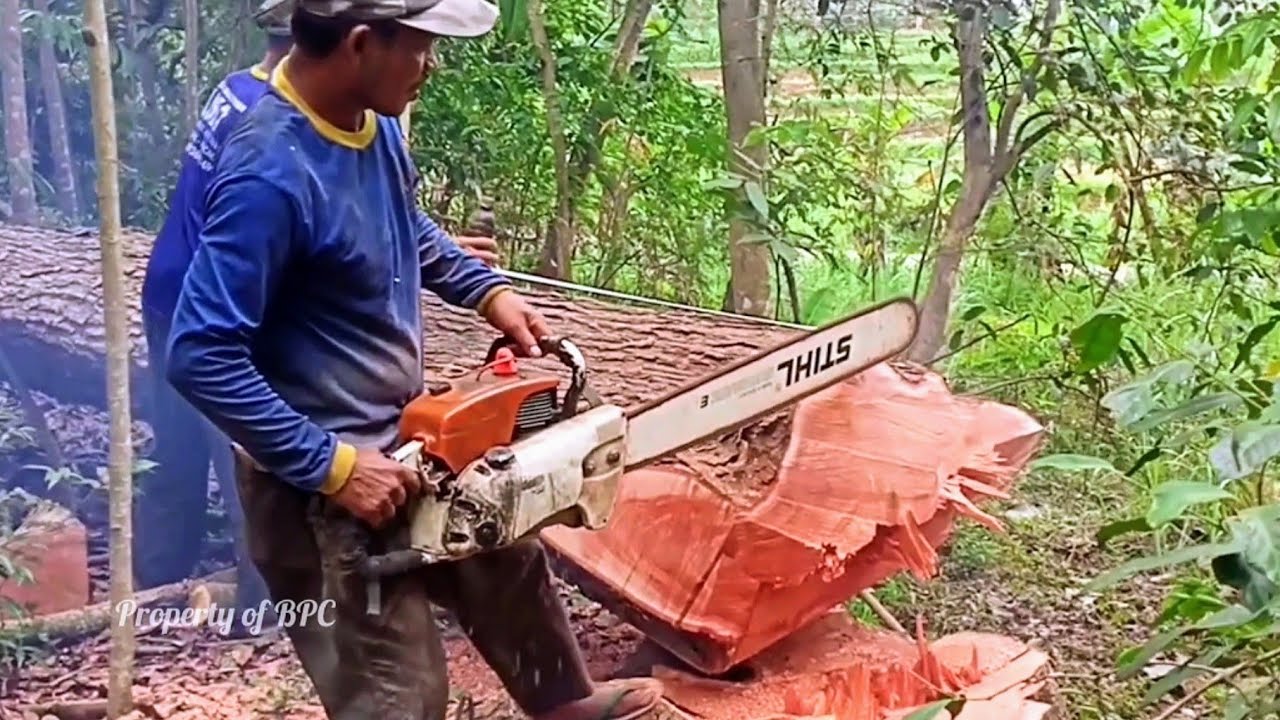Tumbangnya HANCURKAN KEBUN ‼️ Tebang pohon mahoni tua - stihl chainsaw ...