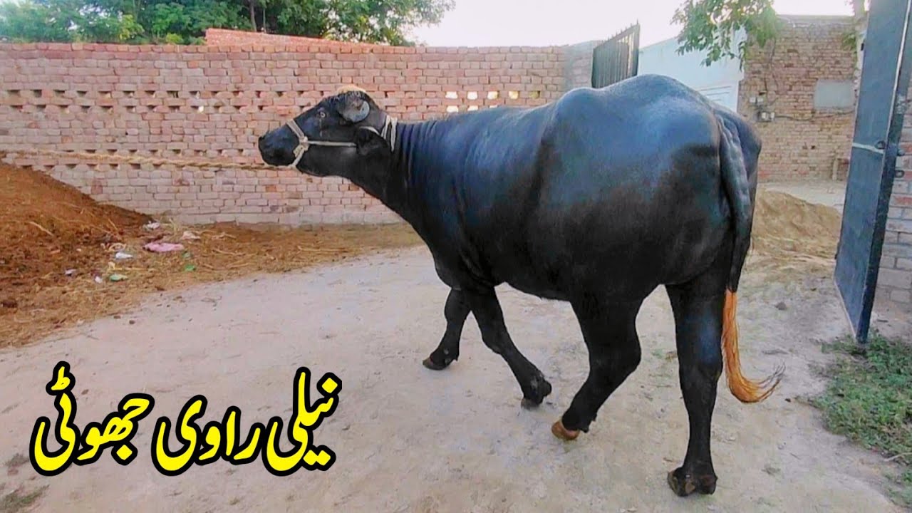 Nili Ravi Katti Available In Sial Cattle Farm | Jhoti | Joti | Pk ...