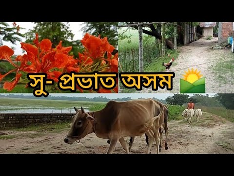 good morning 🌄 Assam।। morning video 😊।। - YouTube