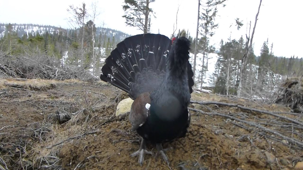 64155 Tiur i spill - YouTube