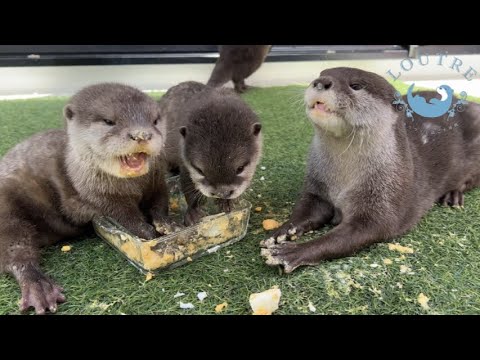 Baby Otters have Yellow Faces from Eggs. - YouTube