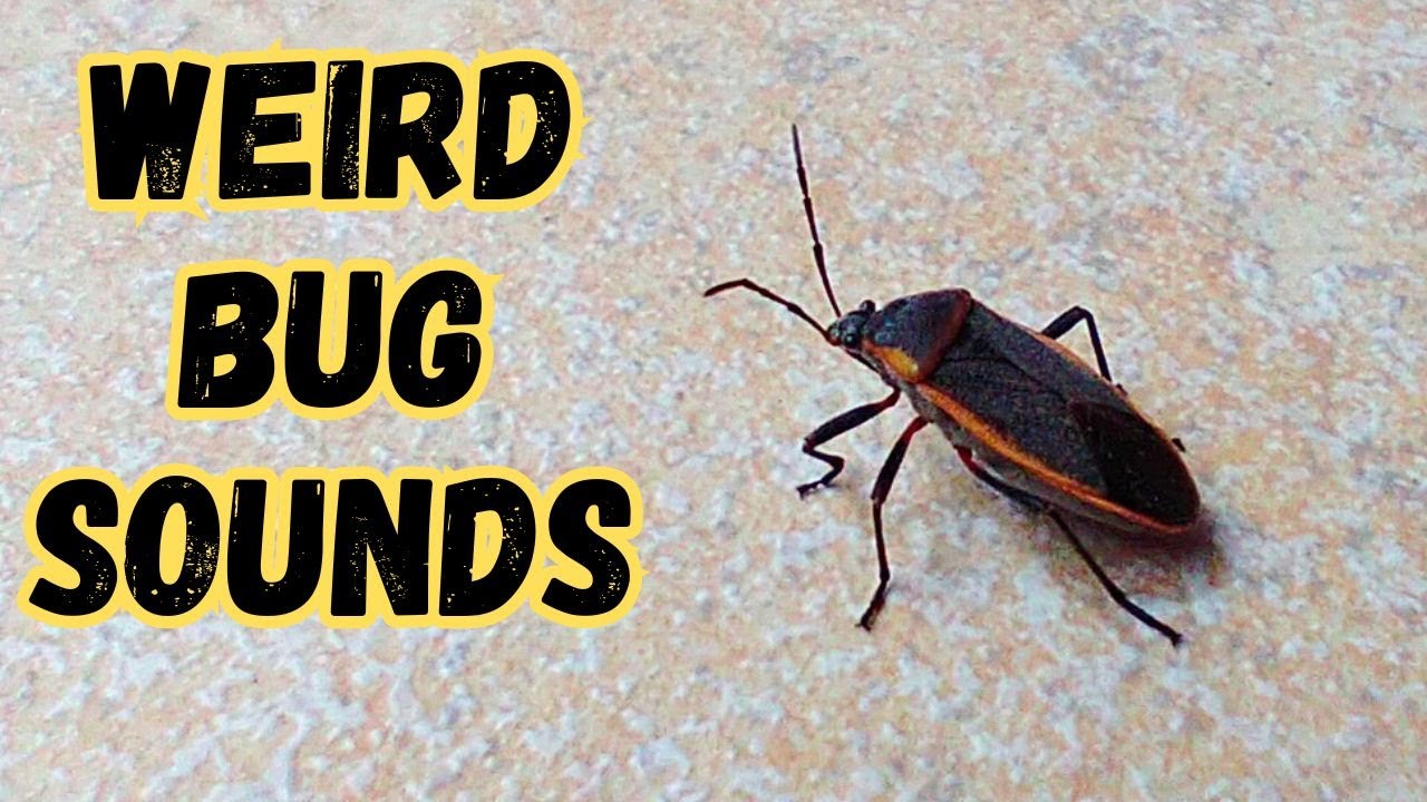 Bug Sounds: the largus bug makes distinctive noises 虫の変な鳴き声。 - YouTube