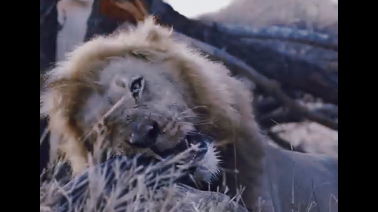 K3 Kambula Male Lion feasting on Dead Hippo | Mapogos Great Grandsons ...