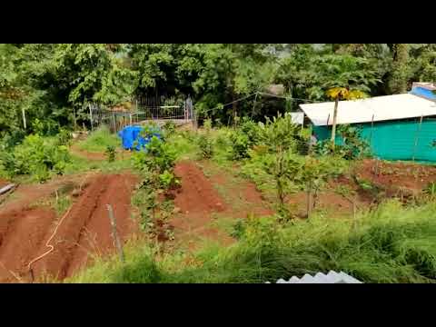 Free Range area for Chicken - YouTube