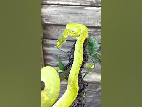 Green Tree Python (Morelia azurea) - Awesome Adult Biak GTP - YouTube
