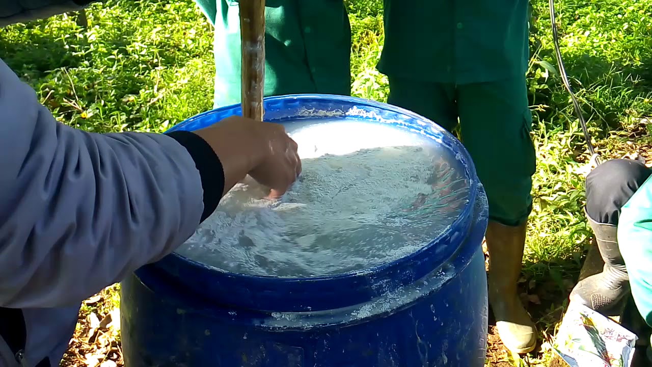 Pembuatan Larutan RL Merah untuk Mengendalikan Penyakit Layu Pada ...