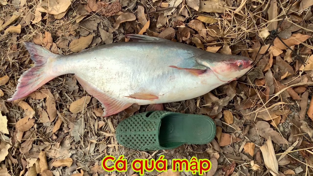 Câu Cá Tra Sông - Cá Lôi Xém Mất Cần Luôn Rồi | Fishing - Miền Tây ...