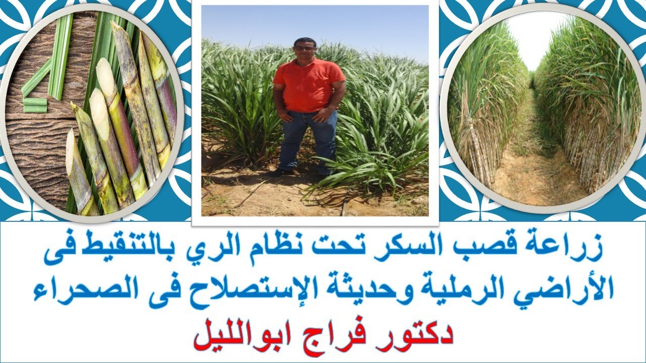 زراعة قصب السكر تحت نظام الري بالتنقيط فى الأراضي الرملية وحديثة الإستصلاح فى الصحراء Youtube