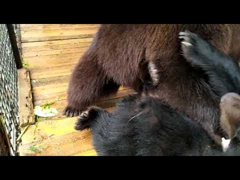 МЕДВЕДЬ ИЩЕТ СПАСЕНИЯ У ЧЕЛОВЕКА / УТРЕННЯЯ ЗАРЯДКА - YouTube
