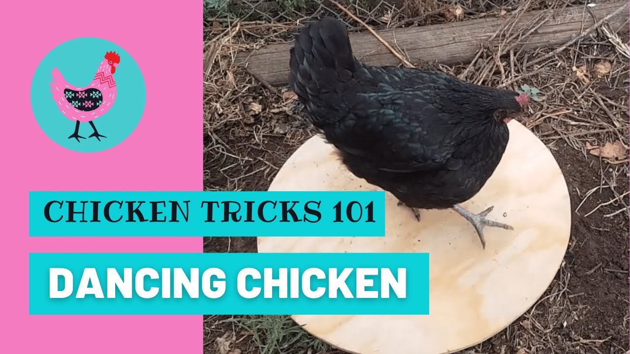Chicken Tricks - Dancing Chicken - YouTube