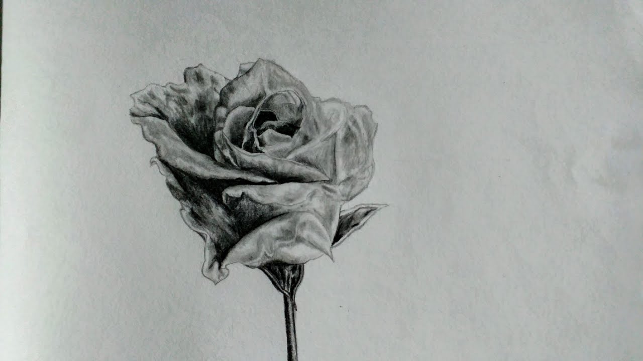 Realistic Rose Drawing with Graphite Pencils - YouTube