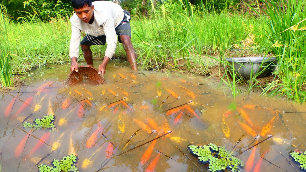 amazing! today found and catch beautiful fish at rice field, orenda red ...