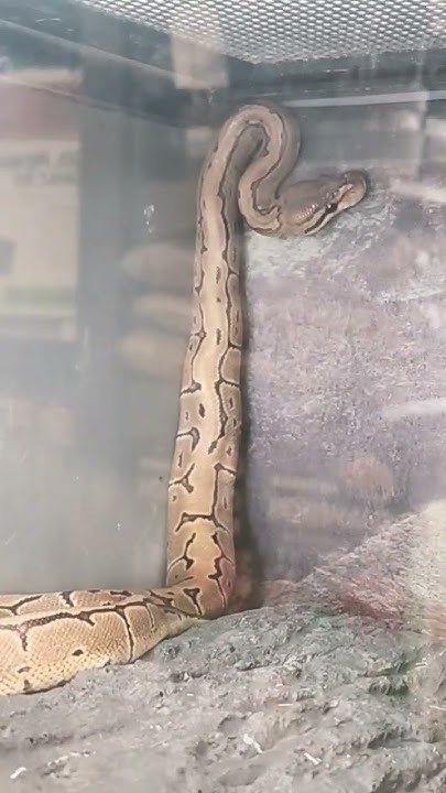 Python-Ball-Fancy - YouTube