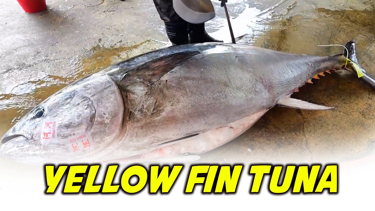 Live 2024 Cutting Fresh Yellow Fin Tuna | How Cut Yellow fin tuna # ...