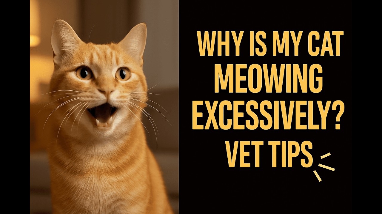 Why Is My Cat Meowing Excessively? Vet Tips Every Pet Owner Should Know ...