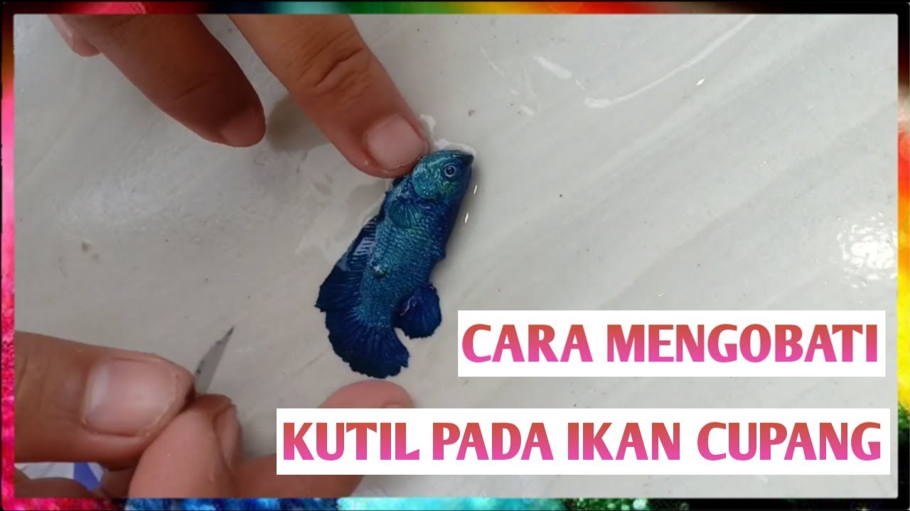 PROSES BEDAH KUTIL IKAN CUPANG - YouTube