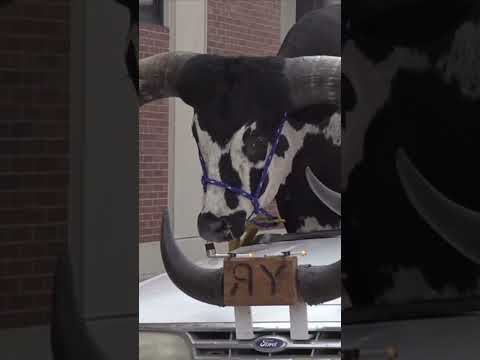 Nebraska police pulled over a car with a giant bull named Howdy Doody ...