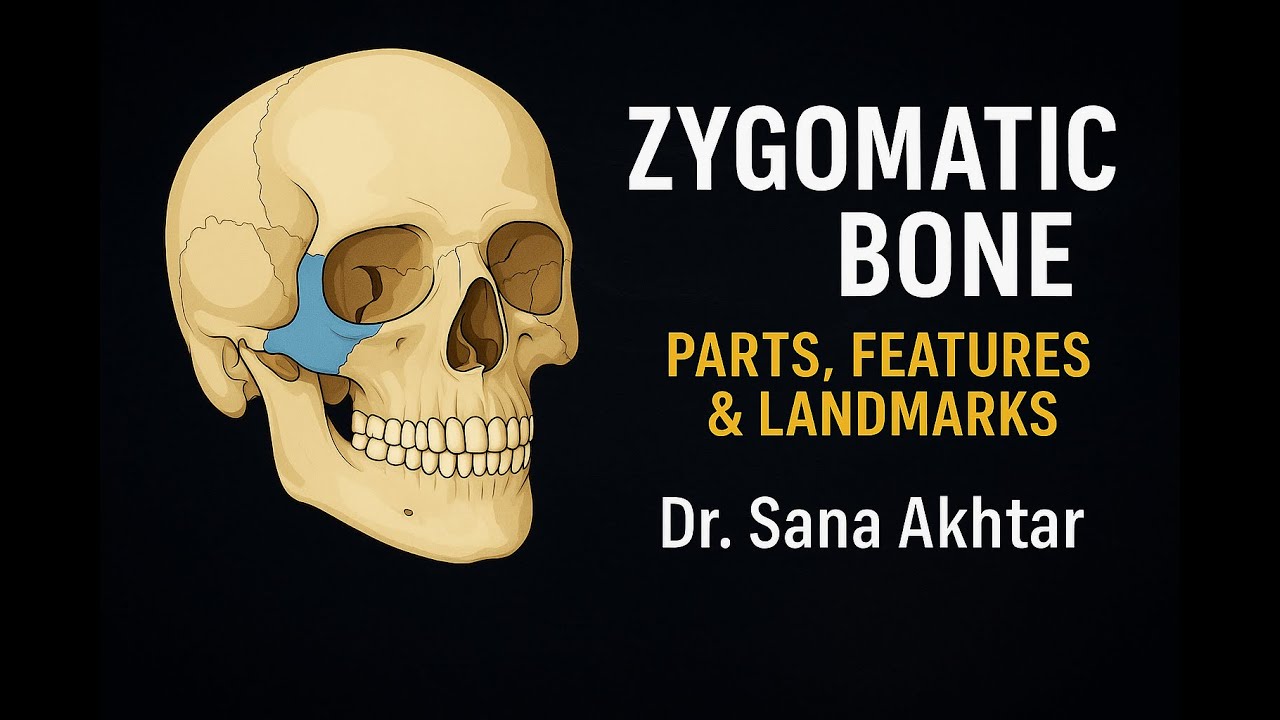 Zygomatic Bone Anatomy | Parts, Features & Landmarks - YouTube
