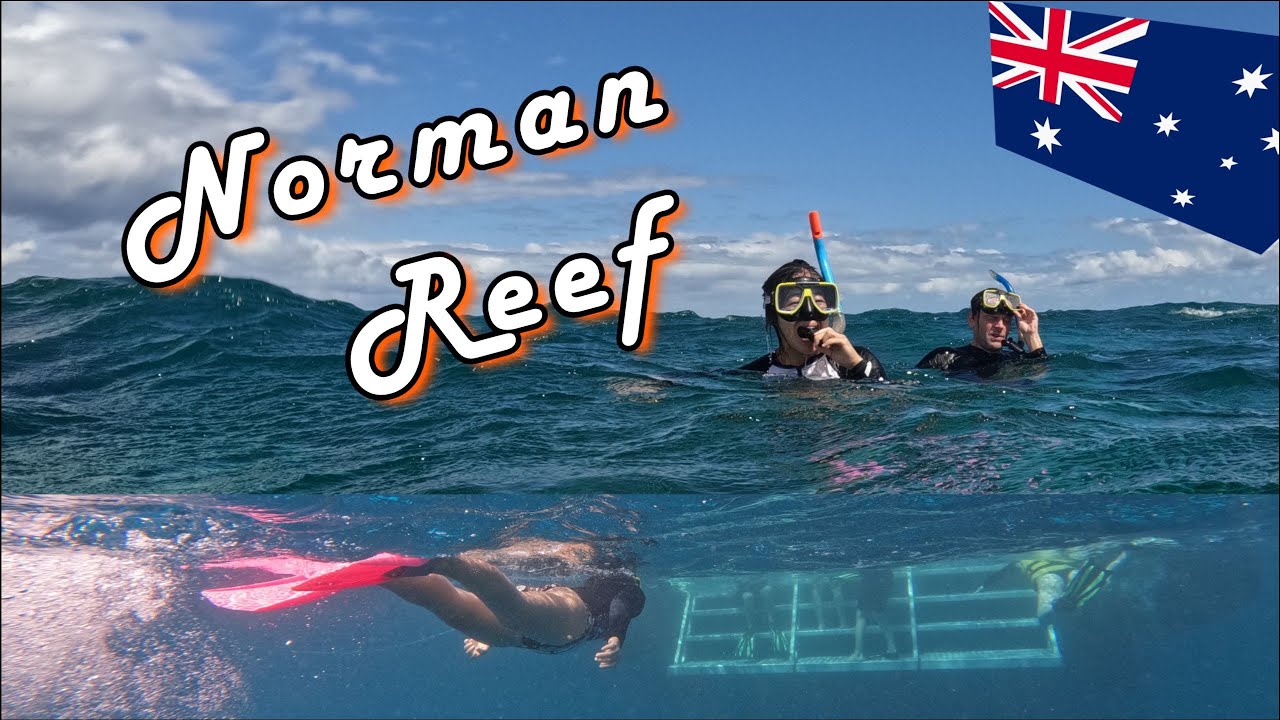 Snorkeling the Great Barrier Reef’s Norman Reef: A Vibrant Marine ...