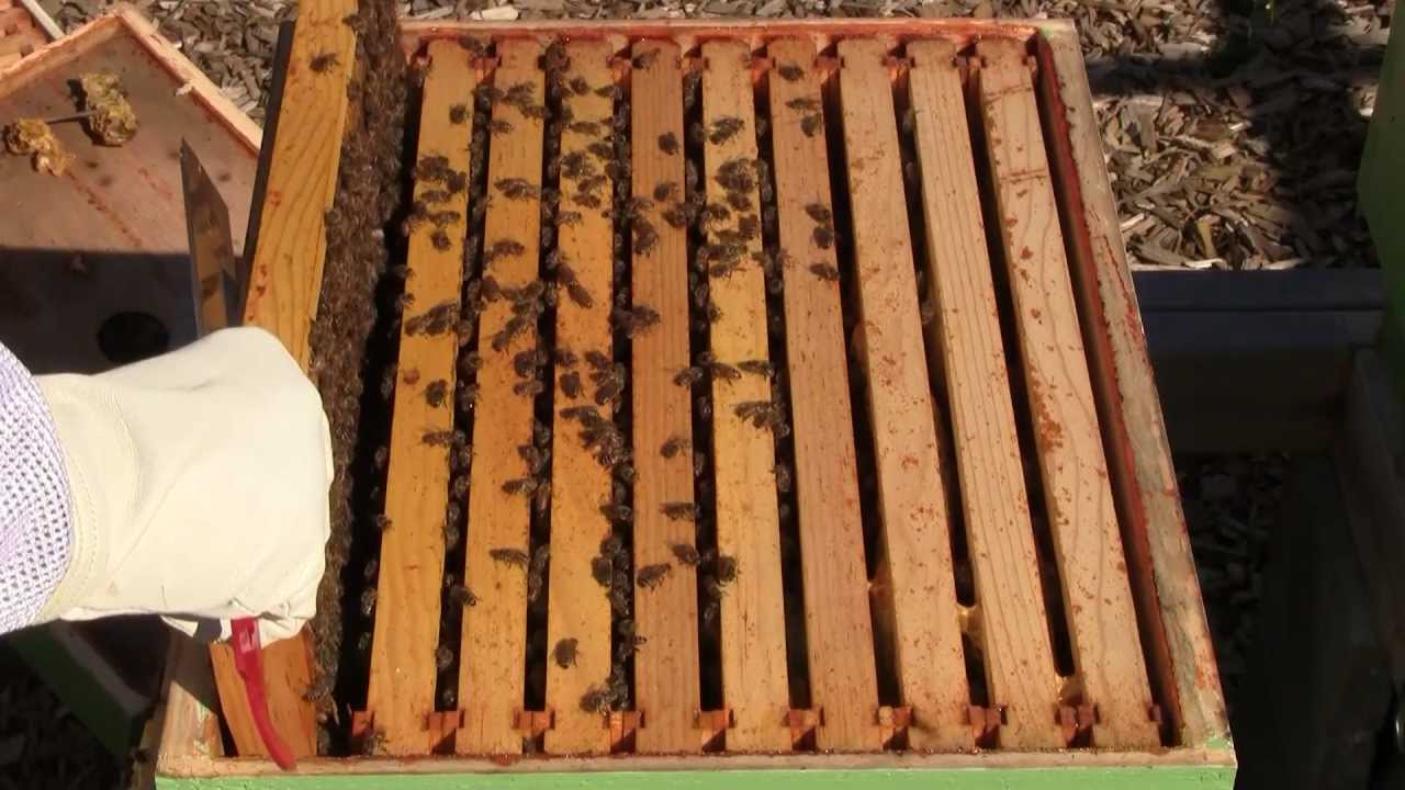 Drones and messy burr comb - Bee Vlog #84 - Mar 30, 2013 - YouTube