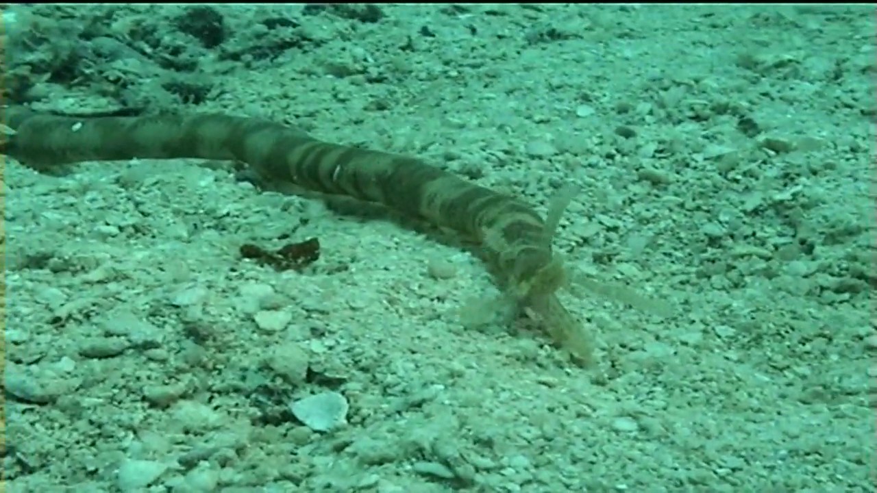 WORM 21 03 SAND EATING (19 sec) - YouTube