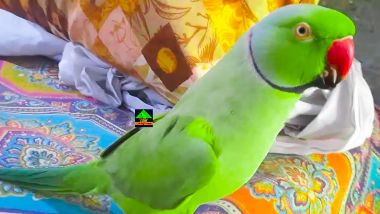 Max So Happy And Funny Parrot Of Talking Parrot Family | Very Nice Urdu Hindi Speaking Parrot ...