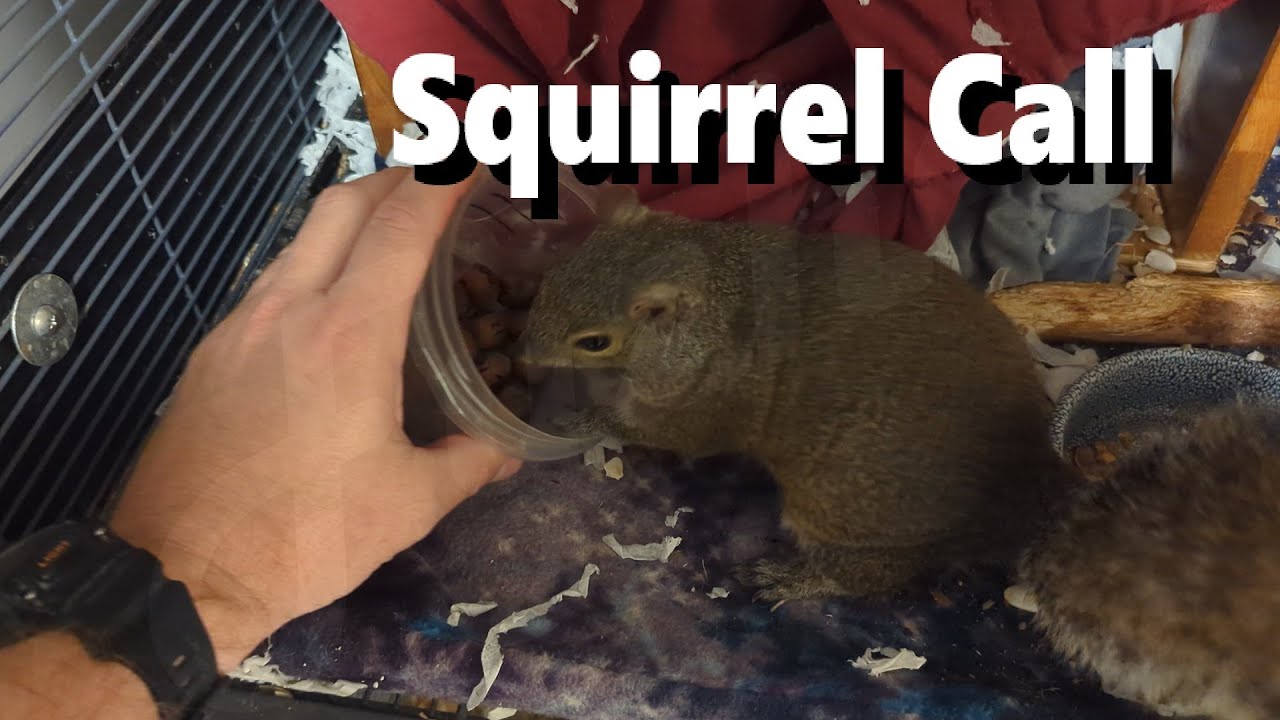Squirrel Call - YouTube