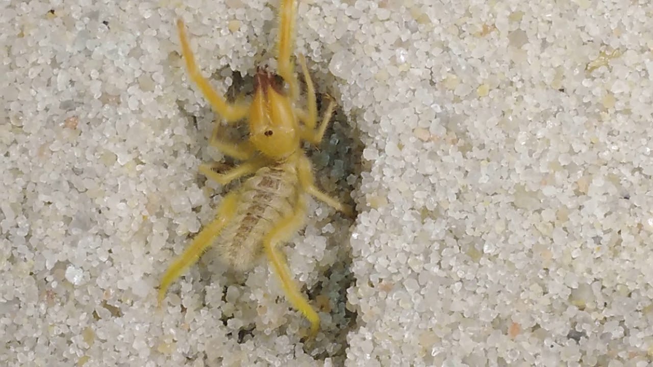 🕷️: Horník Solifuga - YouTube