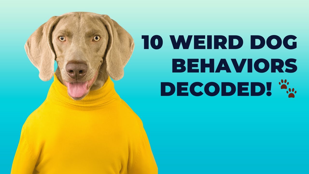 "Decoding Canine Behaviors: Understanding Strange Dog Gestures and More ...