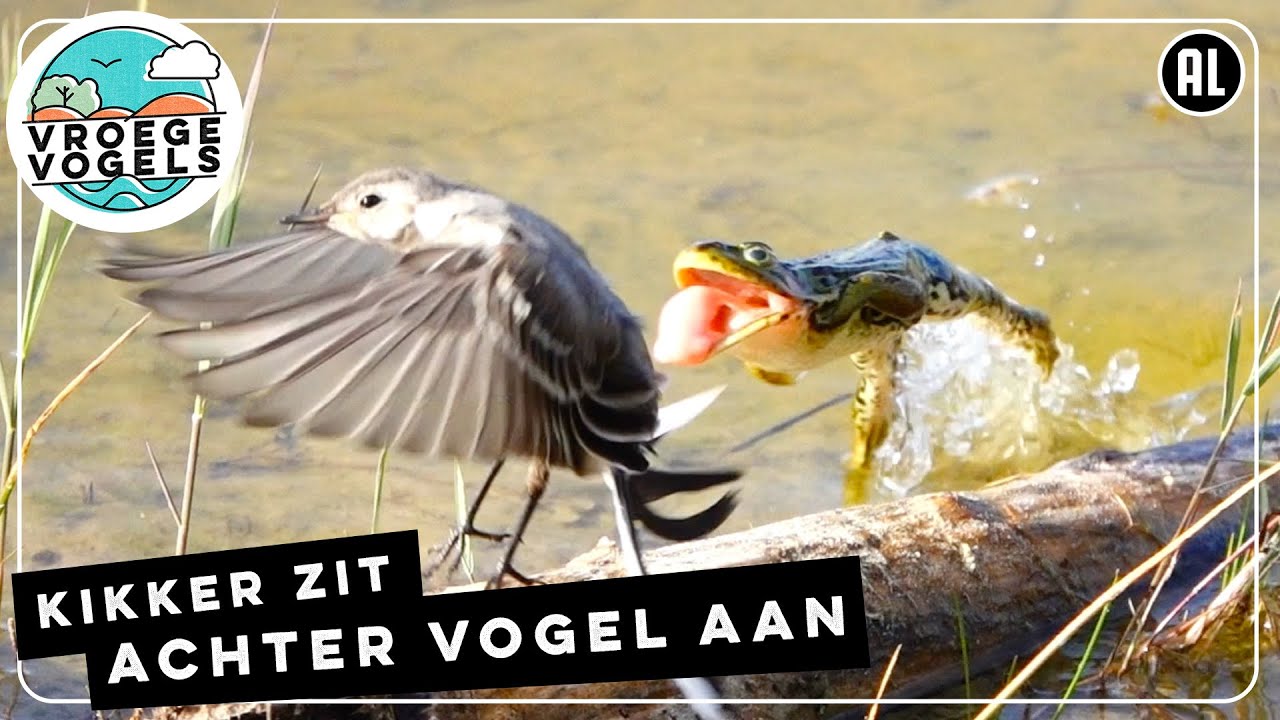Kikker probeert kwikstaart te vangen | Zelf Geschoten | Vroege Vogels ...