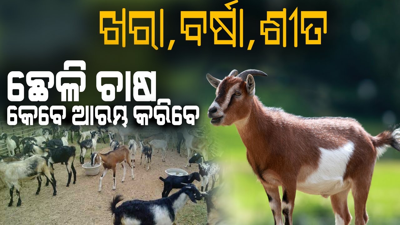 ଛେଳି ଚାଷ କେବେ ଆରମ୍ଭ କରିବେ || How to start Goat farming in Odisha ...