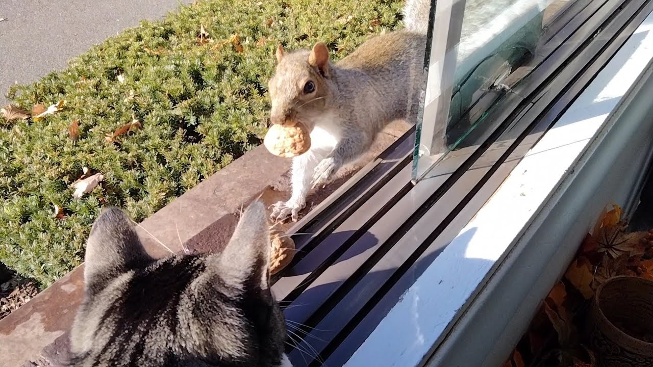 My cat loves to feed her squirrel friends - YouTube