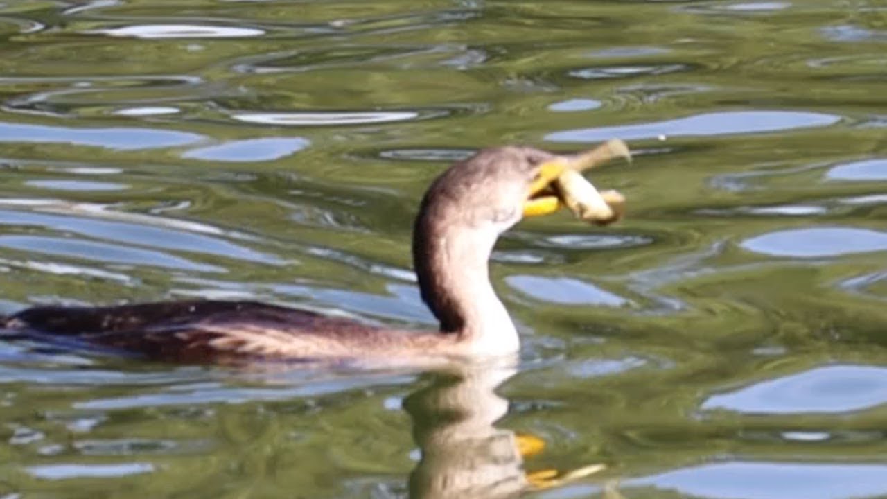 Why Double-crested cormorants are called expert divers and things to ...