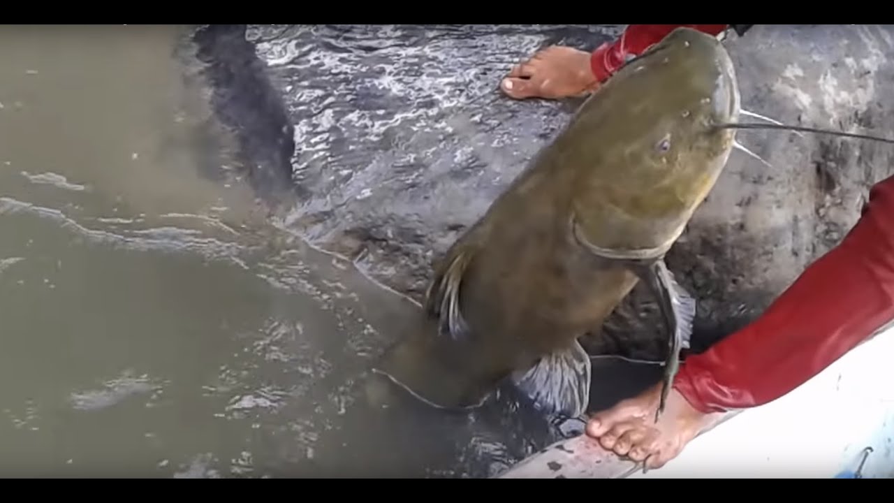 Giant Catfish - Fishing Colombia - Pesca de Bagre Amarillo, Serrania de ...