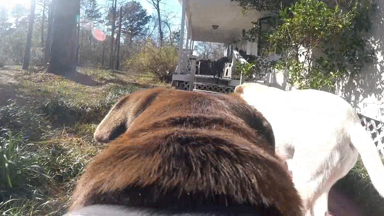 Testing GoPro Hero5 session with GoPro Fetch dog harness- Dogs Life ...