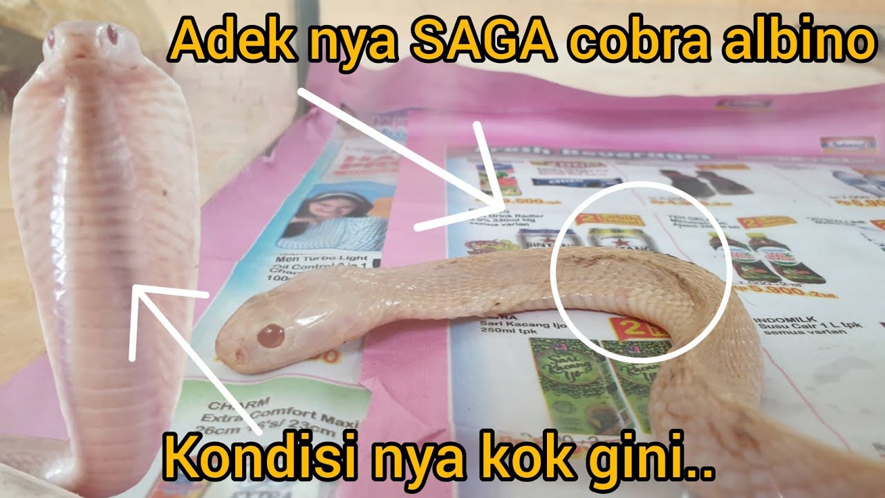 KEDATANGAN ULAR COBRA LANGKA,KONDISI BADAN NYA KENAPA KAYAK GINI ...