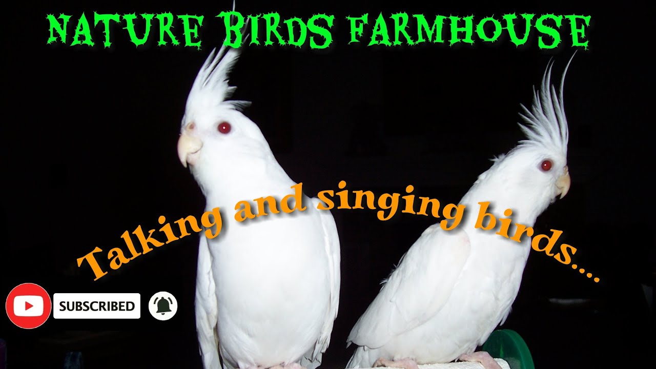 Singing birds. Cocktail singing and playing..... cute cocktail - YouTube